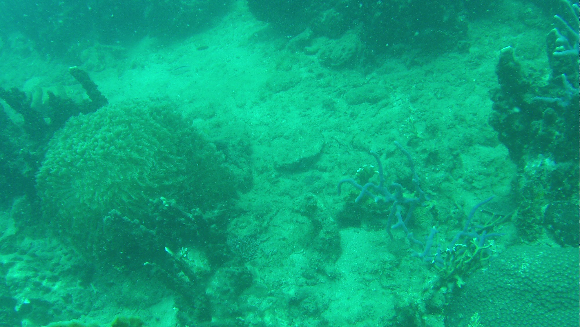 Passer son PADI Advanced Open Water Diver à Madagascar : des plongées ...